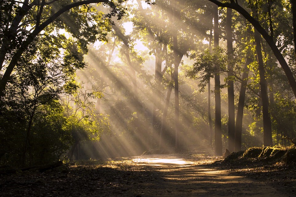 Wellness Jungle Expedition - Craftours